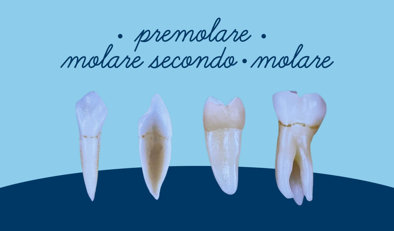 Anatomia dentale: cosa sapere - Studio Dentistico Vignoletti - Dentista ...